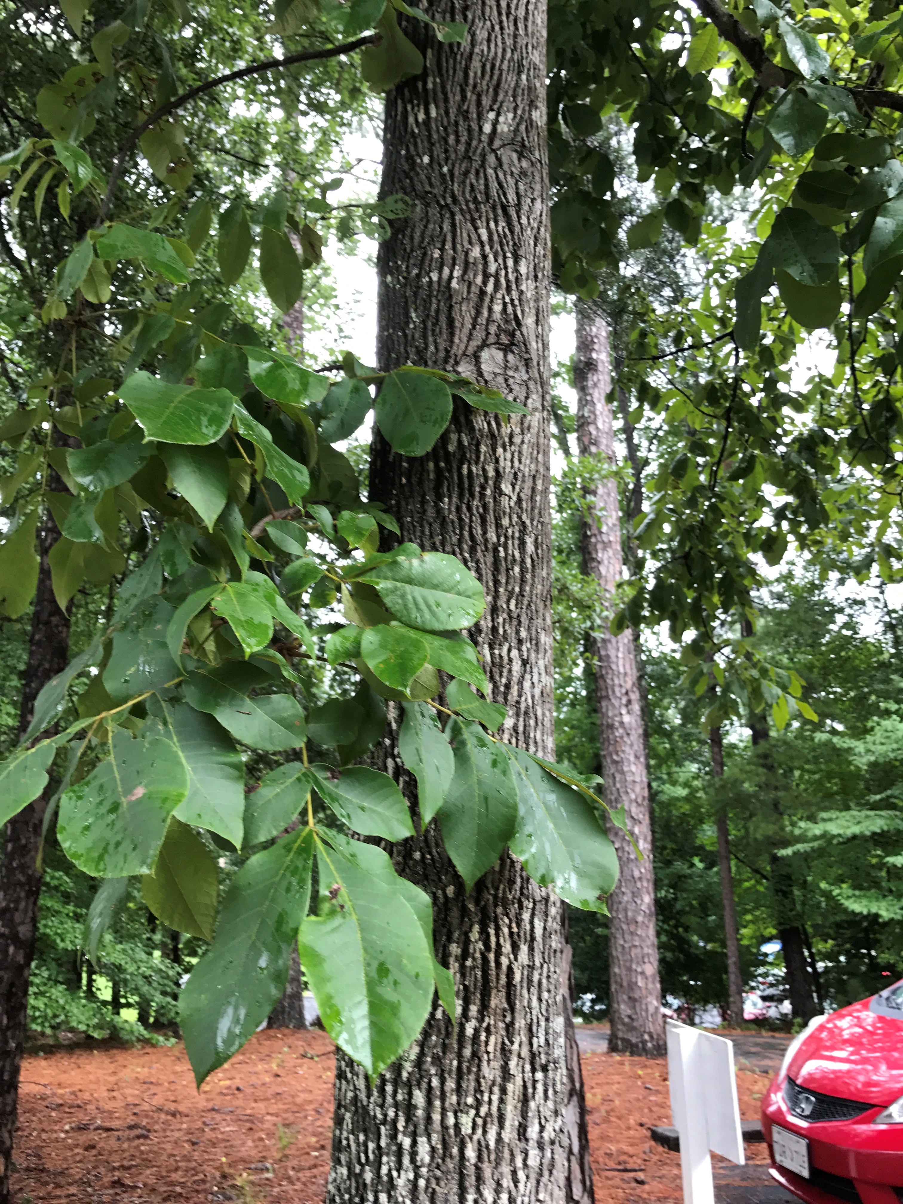 Mockernut Hickory Carya Tomentosa Chasingtrees