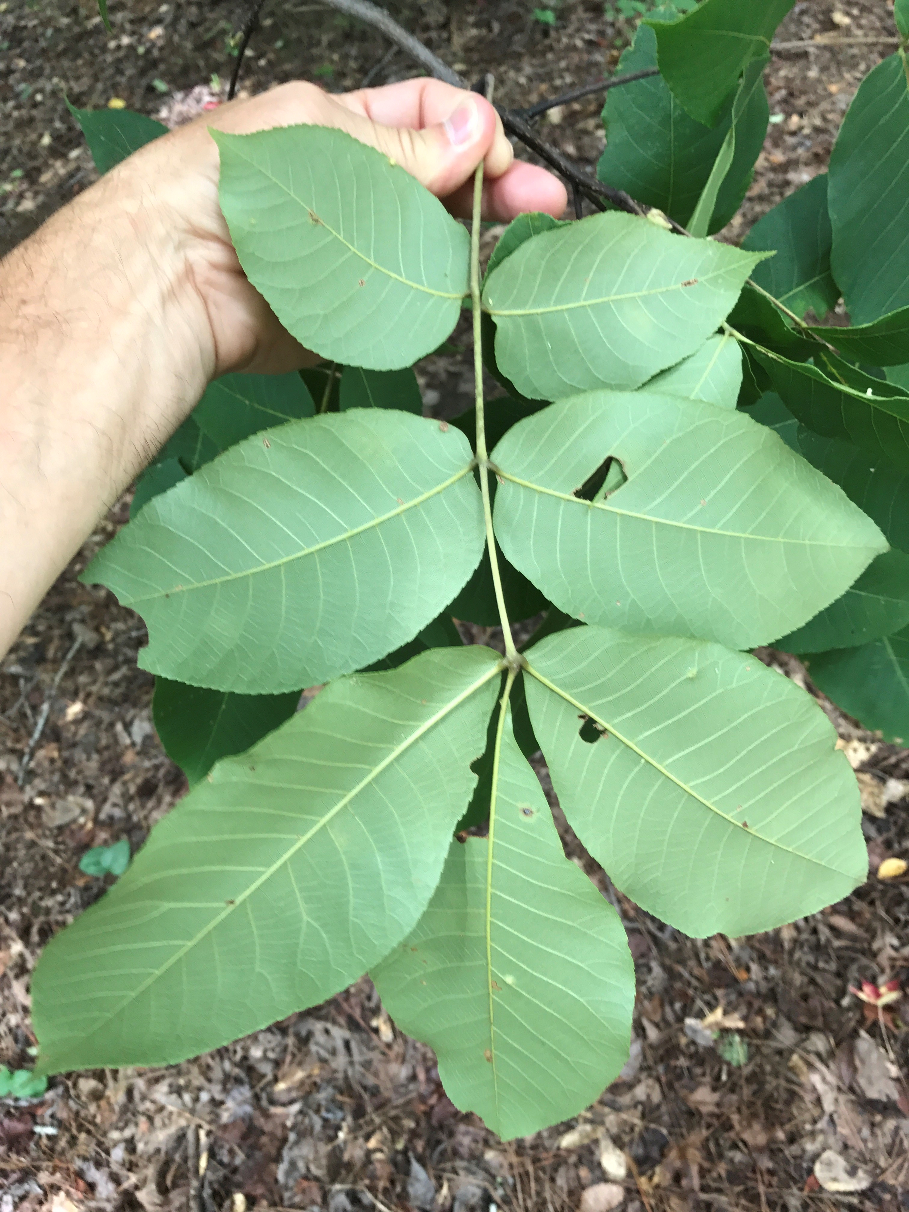 Mockernut Hickory Carya Tomentosa Chasingtrees