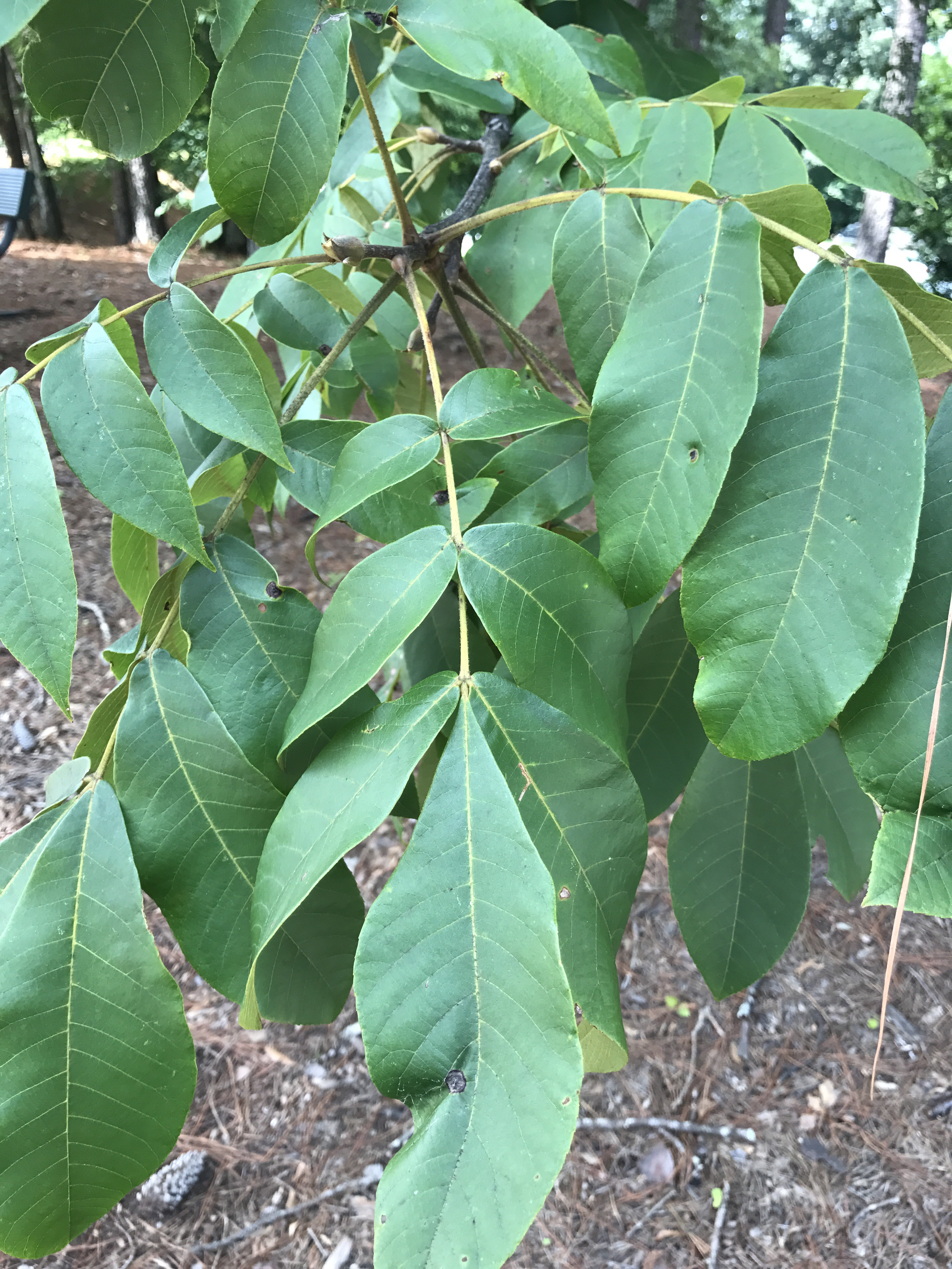 Mockernut Hickory Carya Tomentosa Chasingtrees
